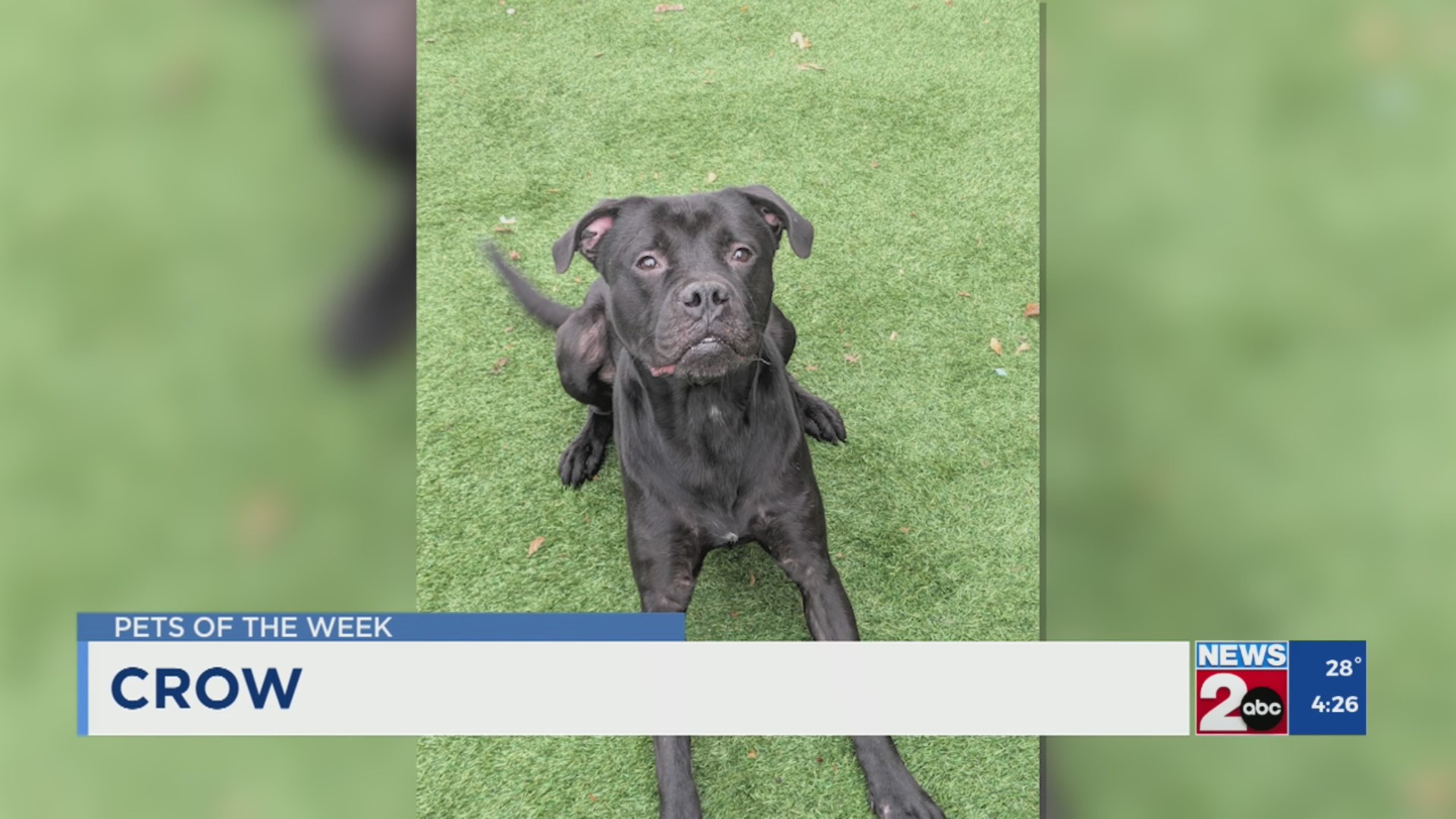 Pets of the Week for Jan. 7, 2025 – WKRN News 2
