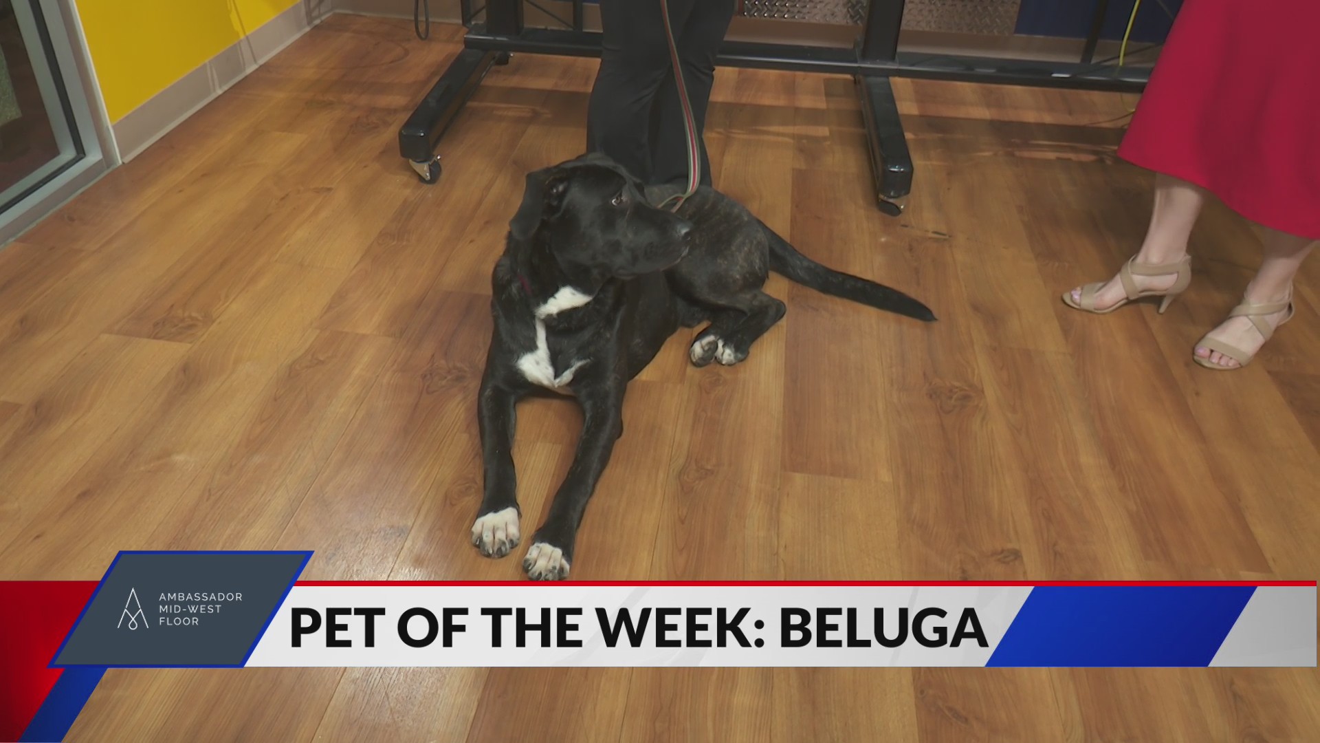 Pet of the Week: Beluga the Dog – FOX 2