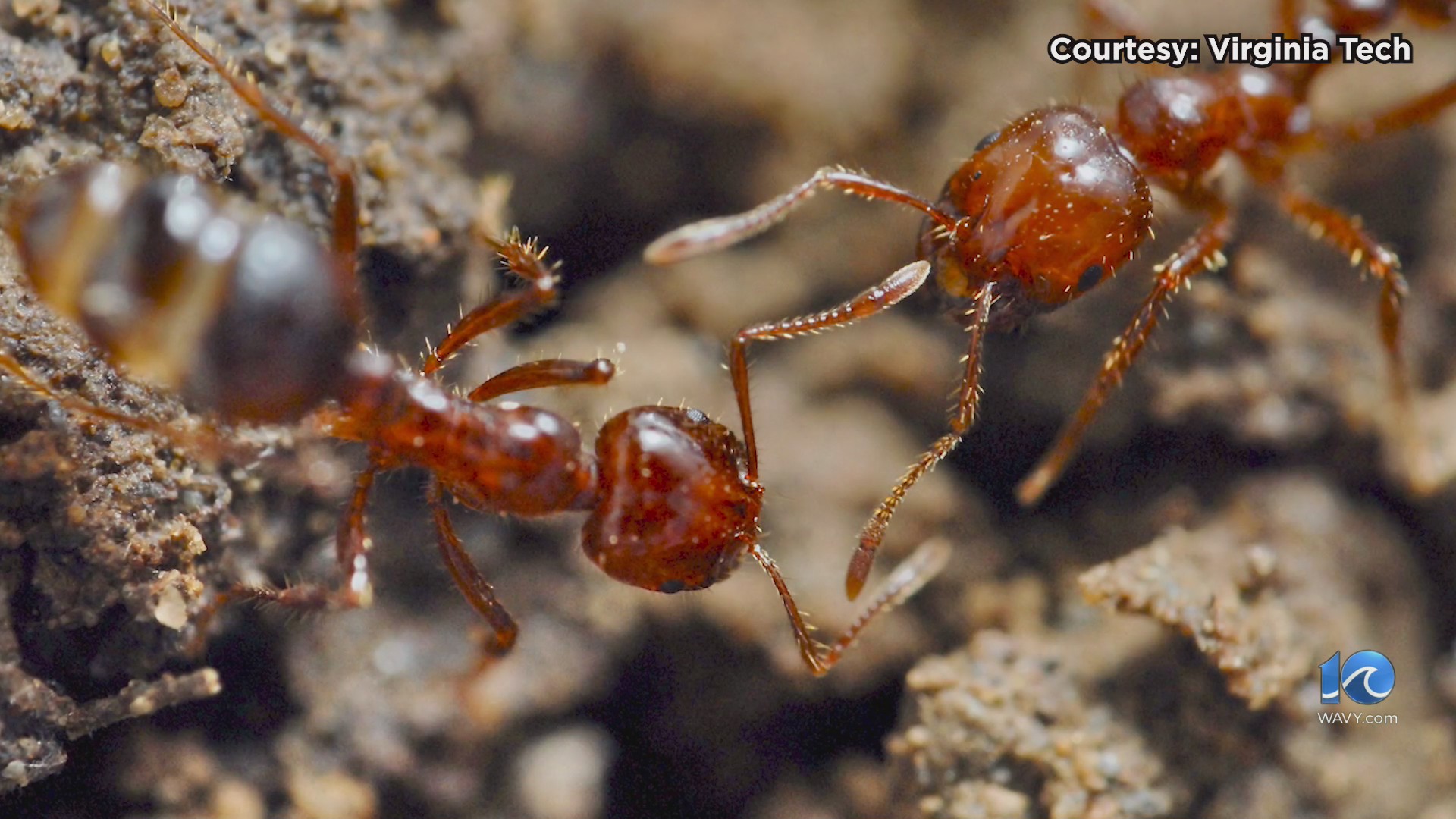 What to know about hybrid fire ant invasion in Va. – WAVY.com