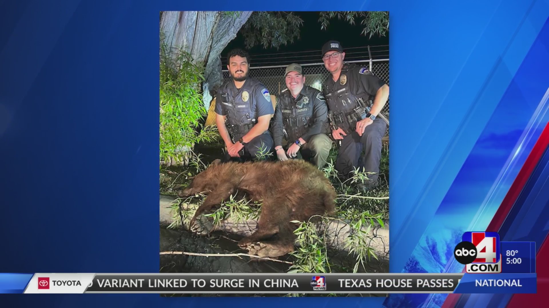 Bear tranquilized, captured after sighting near pool at Heber City ...