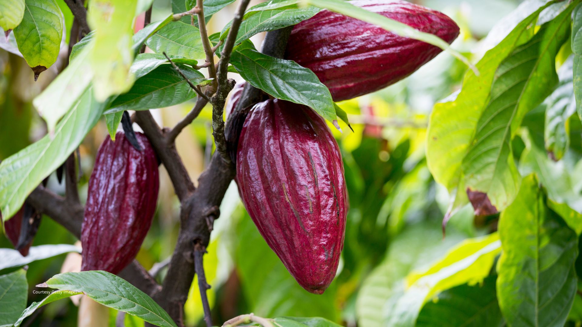 Your chocolate dreams come true with these local chocolate makers and ...