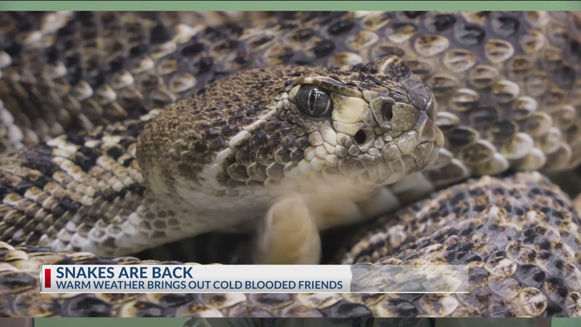 As warm weather returns, so do snakes – KNWA FOX24