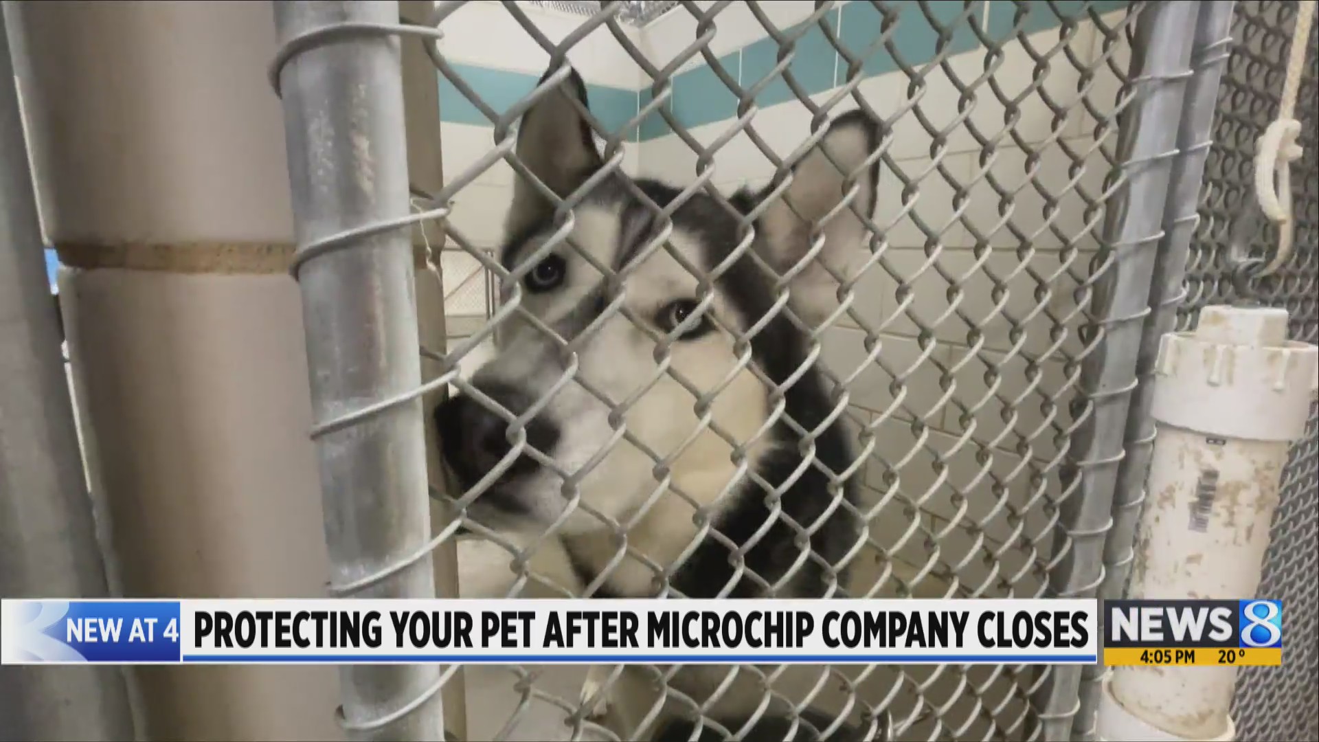 Heads up, pet owners: You may have to reregister your microchip ...