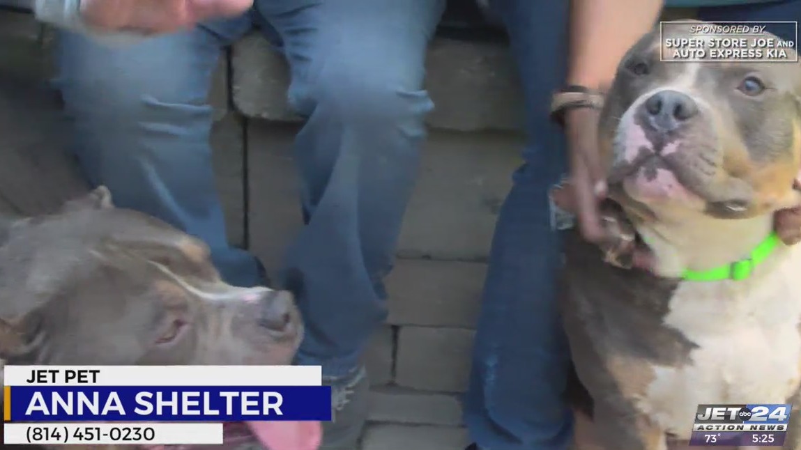 Jet Pet: Bacon Bit & Ramen – WJET/WFXP/YourErie.com