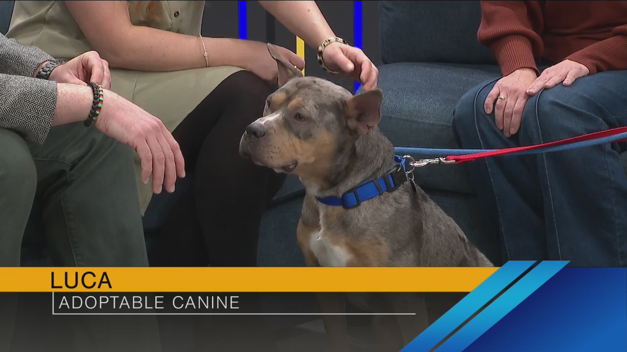 Hensley Legal Group: Indy Humane Furever Friend Friday – 1/31/25 – Fox 59