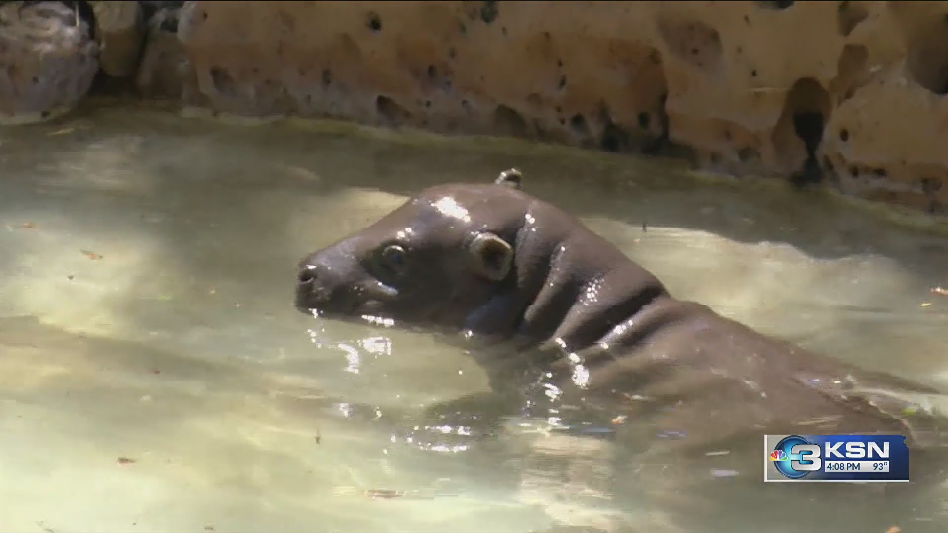 Tanganyika’s new baby pygmy hippo makes exhibit debut – KSN-TV