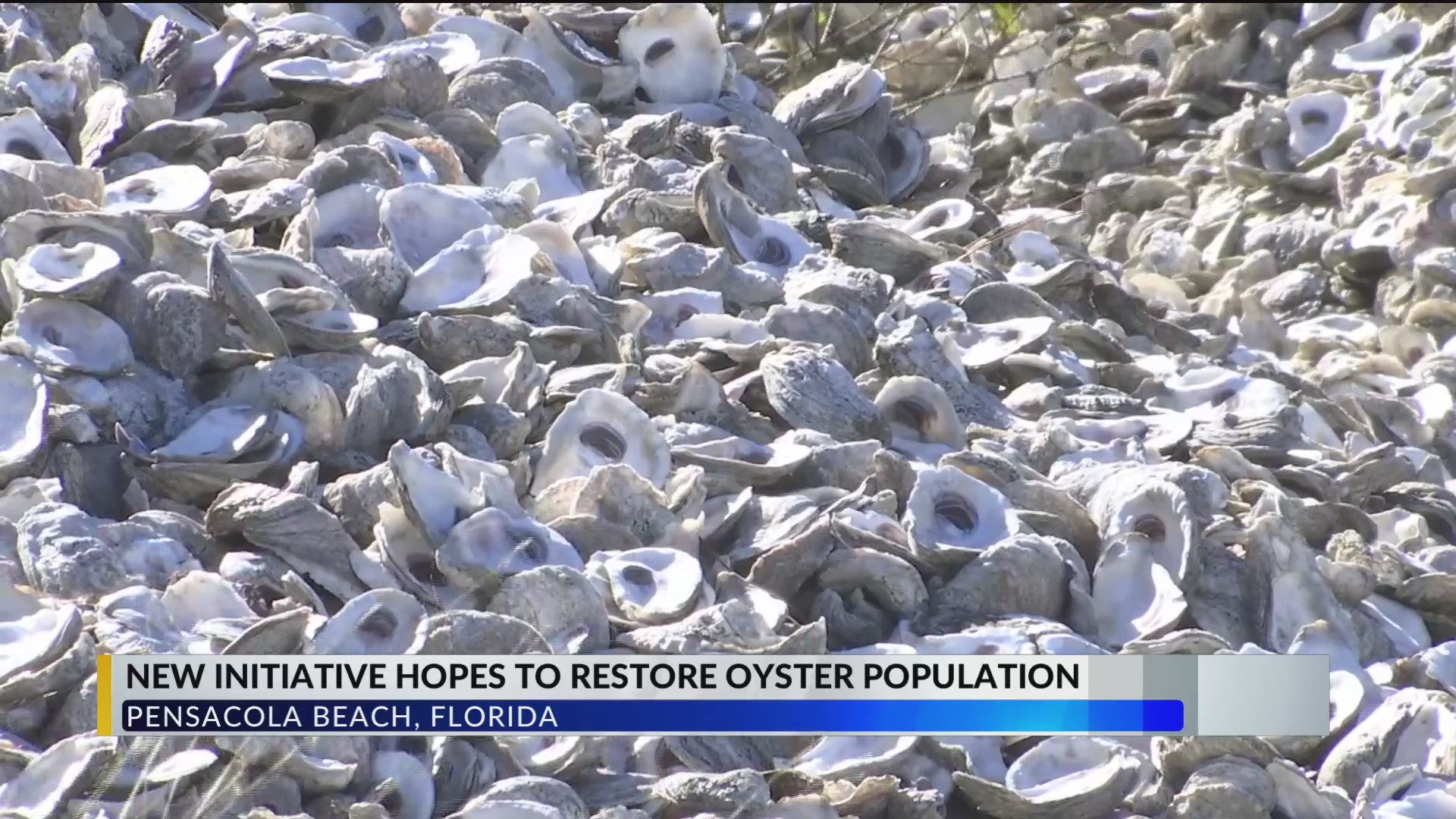 New partnership helps recycle over 25 tons of oyster shells from ...
