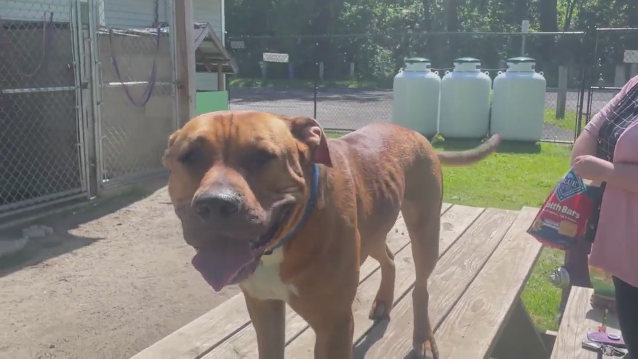 Tyson from Fulton County SPCA finds forever home – NEWS10 ABC