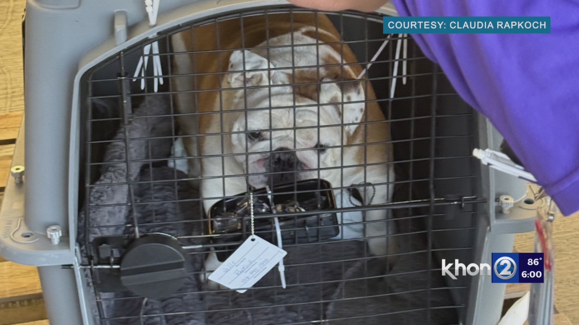 Jello’s Journey: Hawaiian Airlines flies dog to wrong city, corrects ...