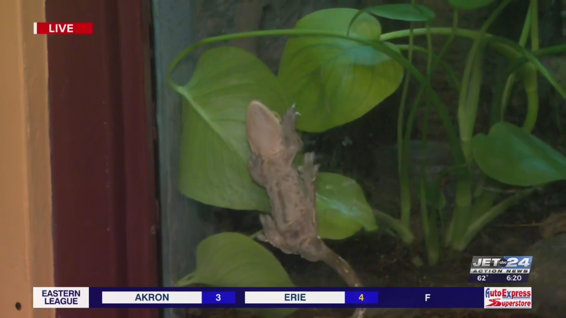 Wild Stuff– Wednesday was World Lizard Day – WJET/WFXP/YourErie.com