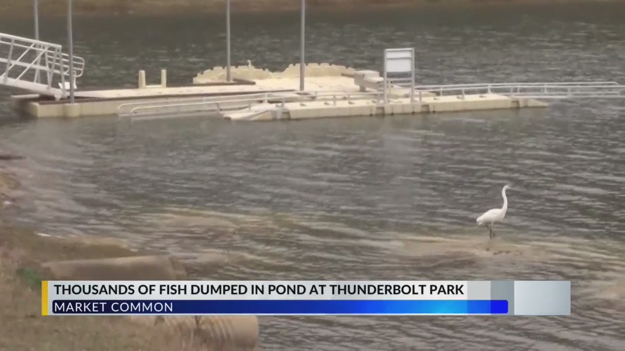 Market Common pond stocked with thousands of fish as part of city-led ...