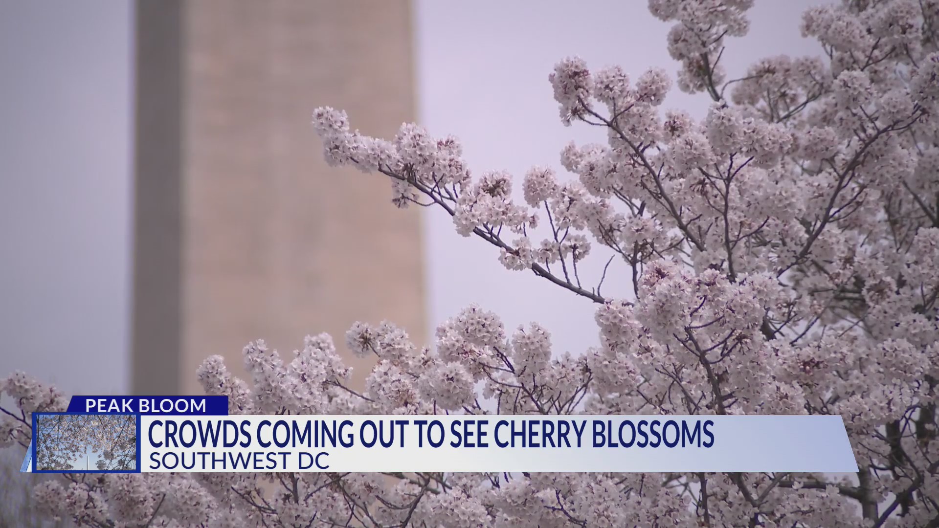Crowds head to the Tidal Basin for cherry blossom peak bloom – DC News ...