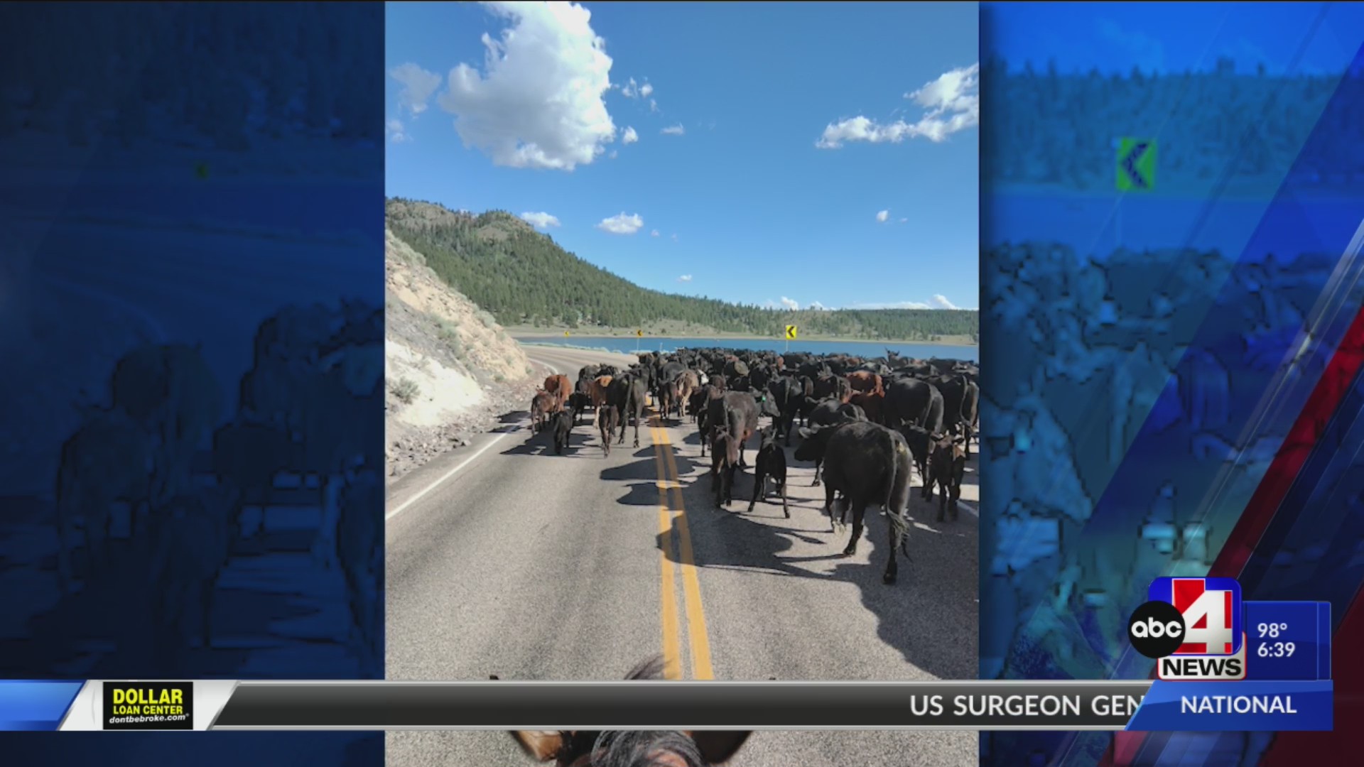 Ranchers wrangle cattle on Utah highway – ABC4 Utah