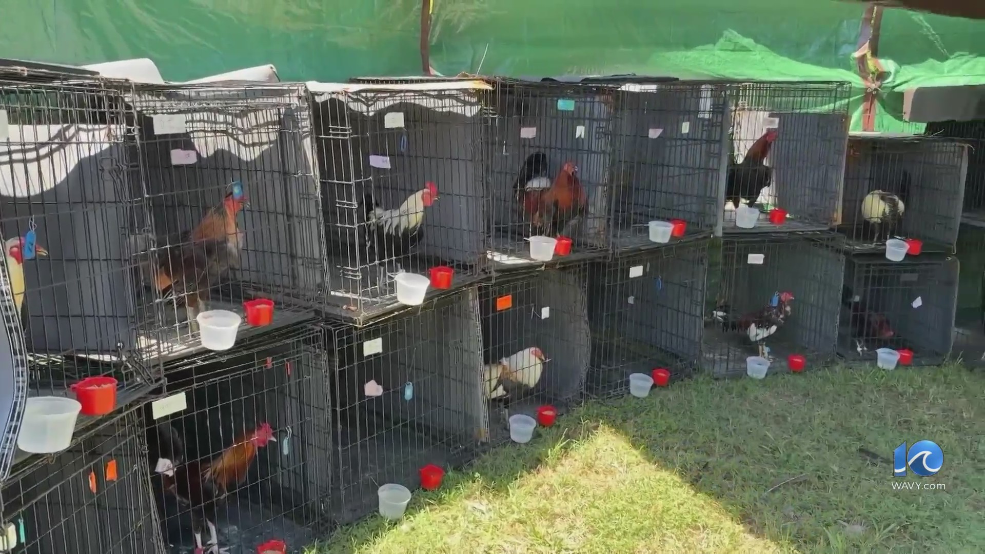 IOW: Animal cruelty investigation leads to hundreds of seized birds ...