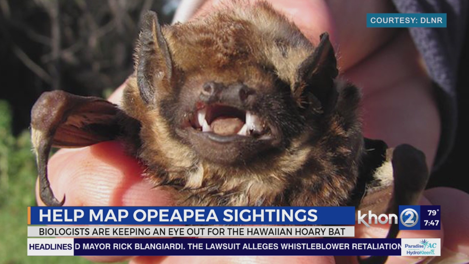Keep an eye out for the Ope’ape’a – KHON2