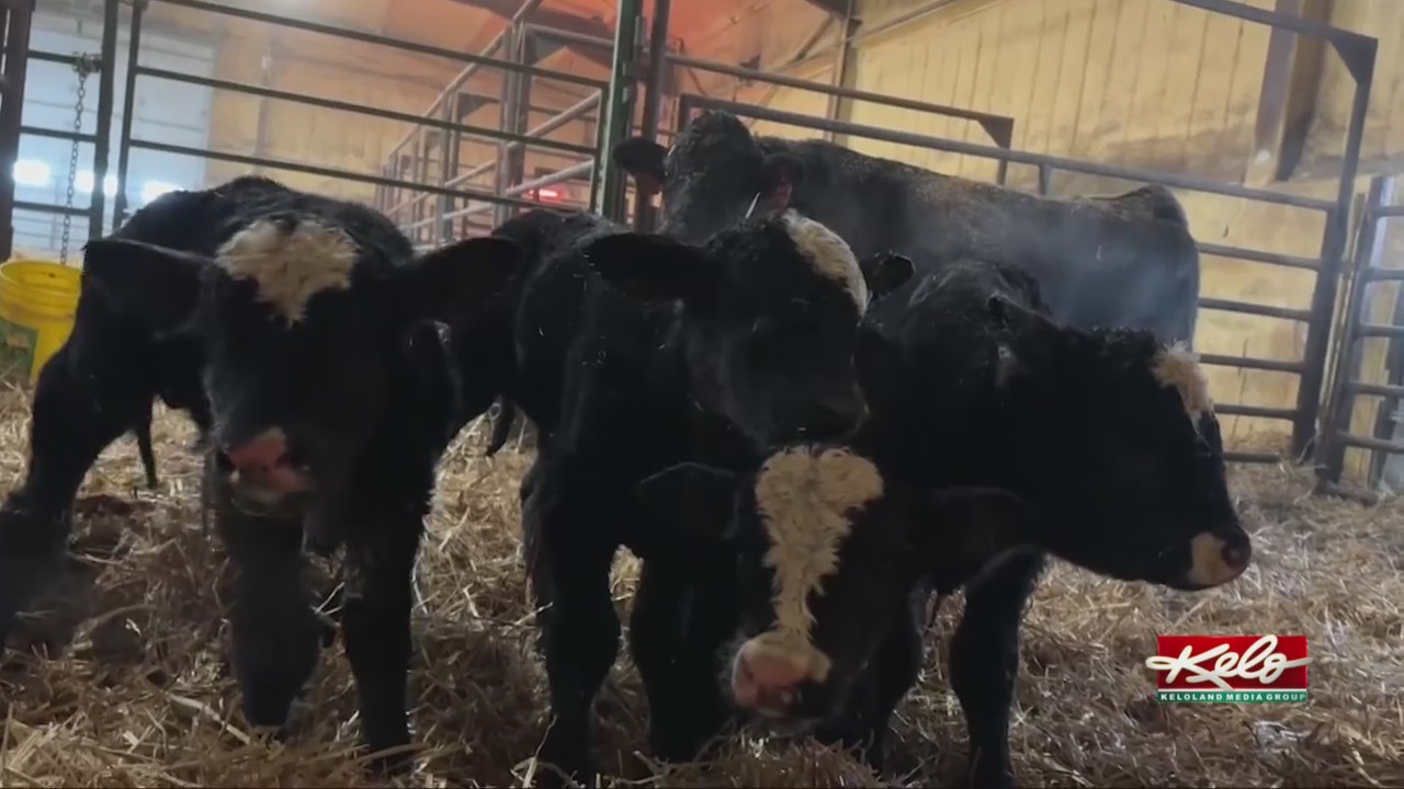 Quadruplet bull calves born on South Dakota ranch – KELOLAND.com
