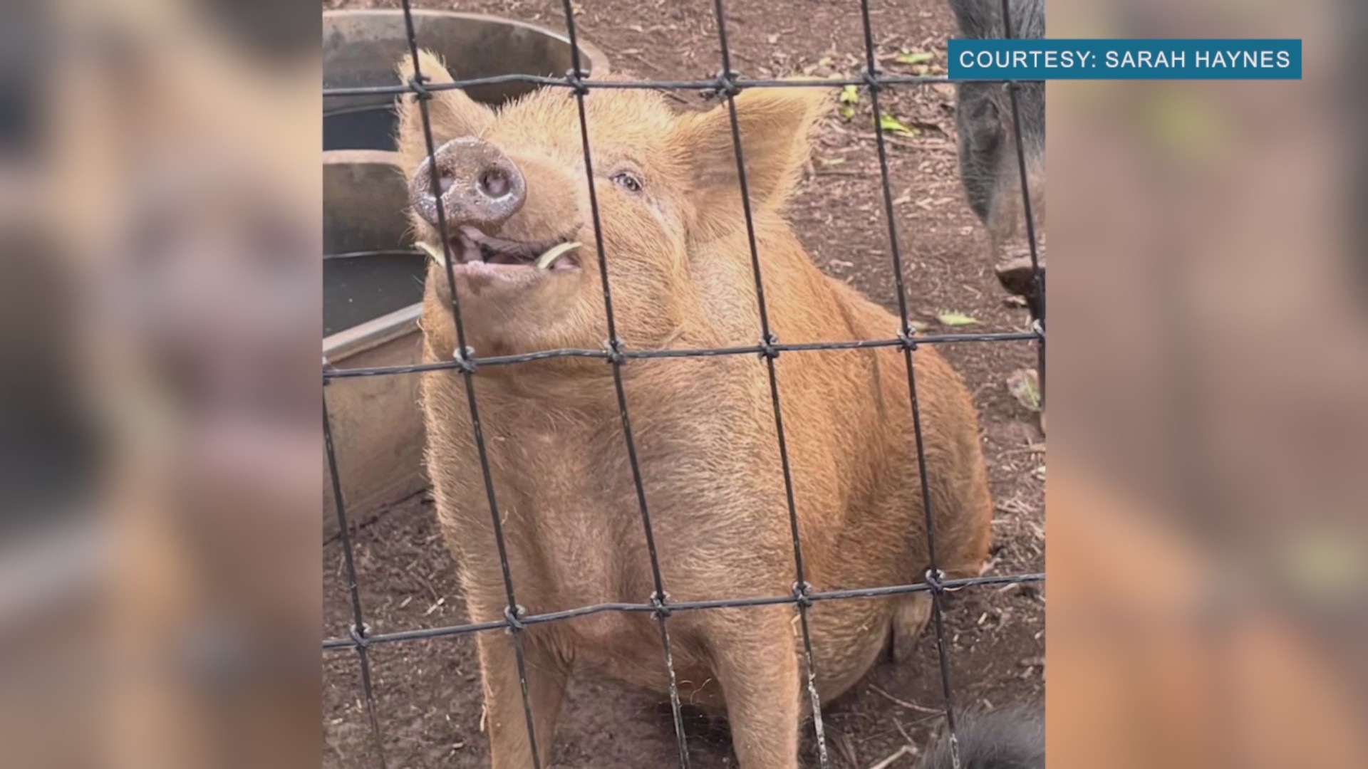 Maui teen faces 10-year sentence for stealing pet pig, killing it for ...