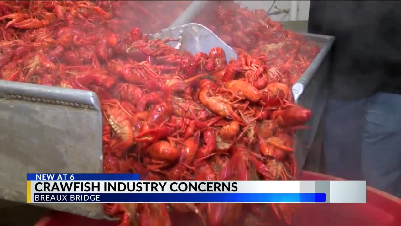 Crawfish experts from Breaux Bridge Crawfish Festival weigh in on ...