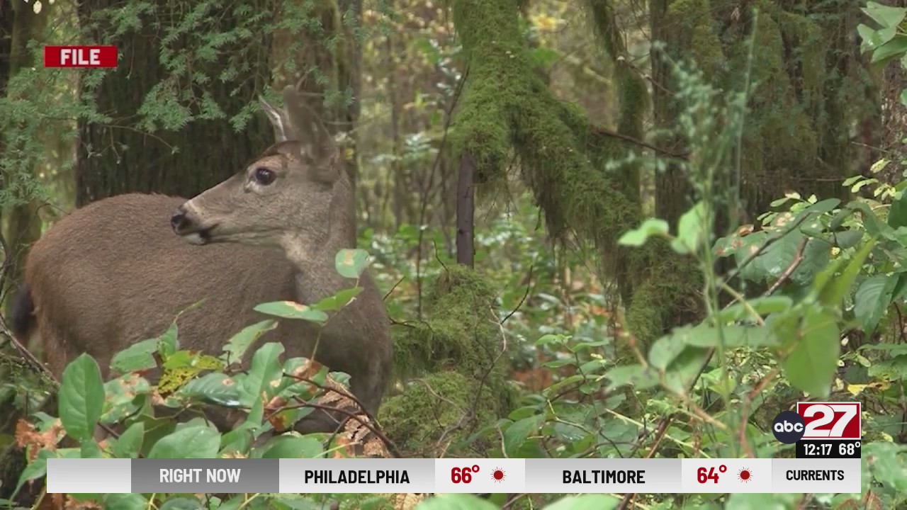 Pennsylvania Game Commission reports deadly deer disease – ABC27