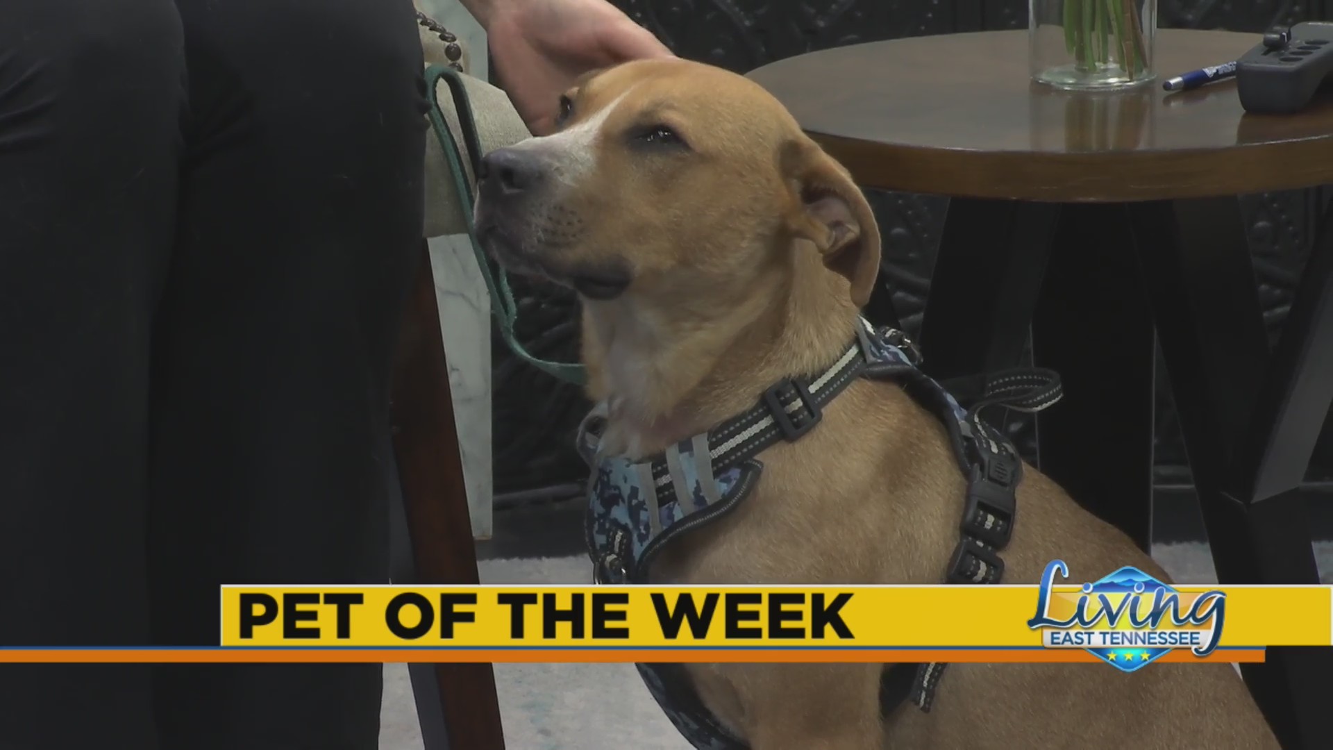 Meet the ‘Pet of the Week’ with HSTV! – WATE 6 On Your Side