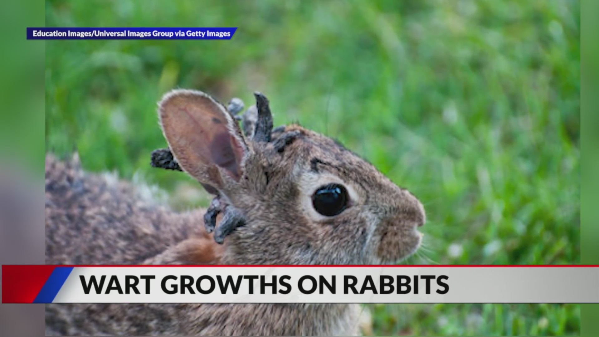 Papillomavirus seen in Colorado rabbits – FOX31 Denver