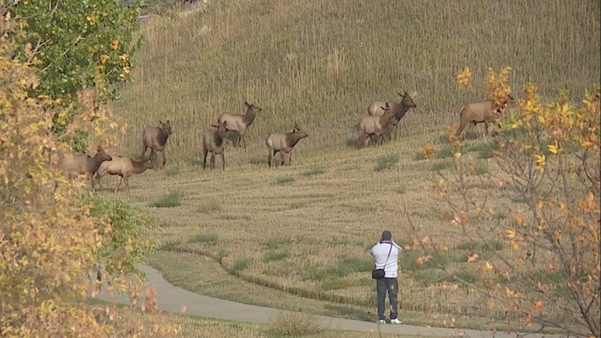 Agitated bull elk prompts Lakewood warning – FOX31 Denver