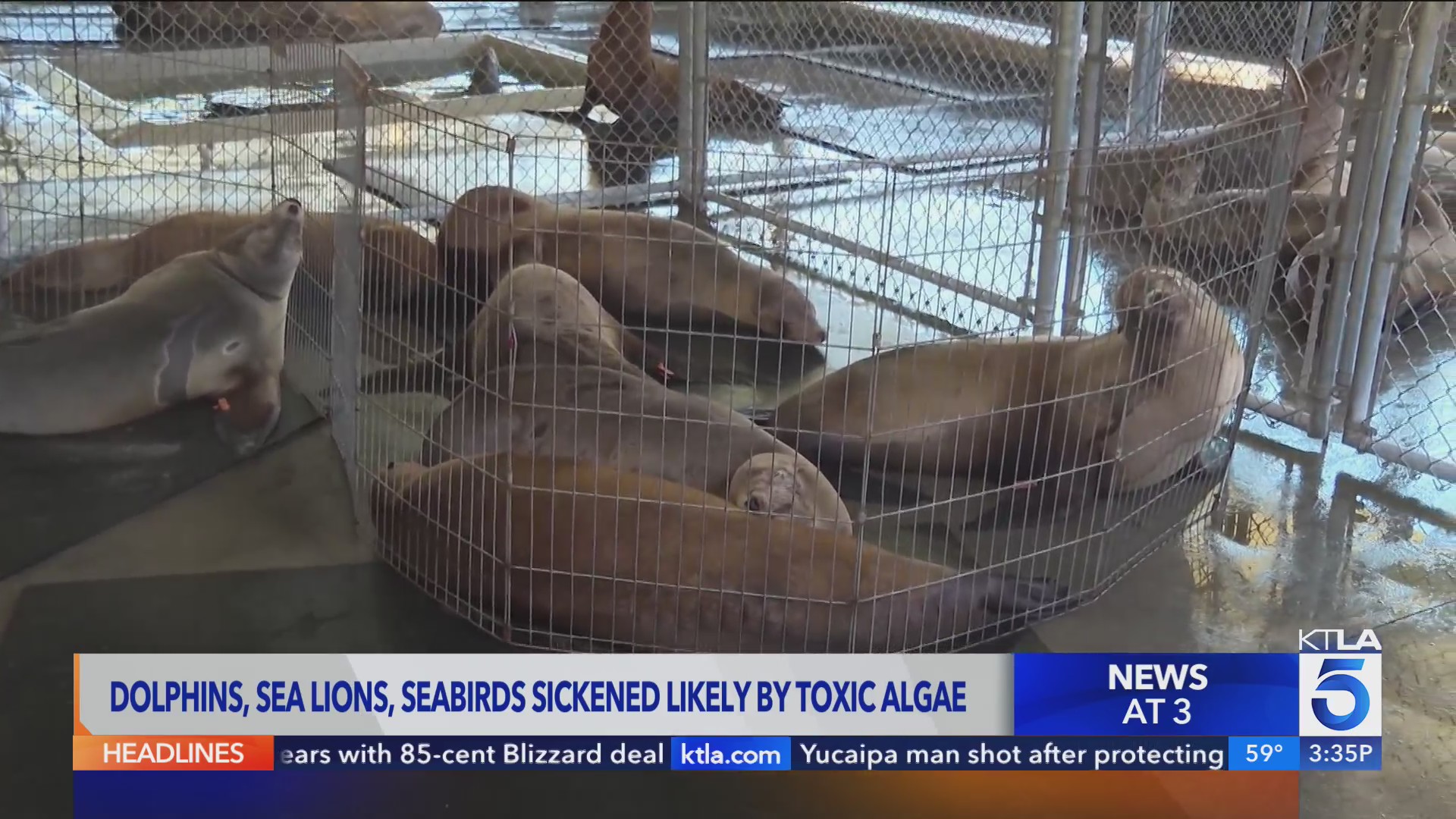 Marine rescue workers overwhelmed by poisoned sea mammals – KTLA