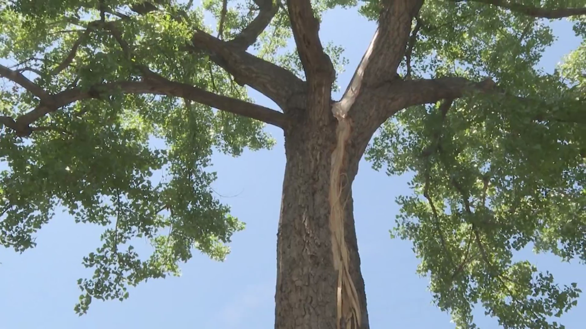 Denver woman struck by lightning after it hits tree in front of her window – WKRG News 5