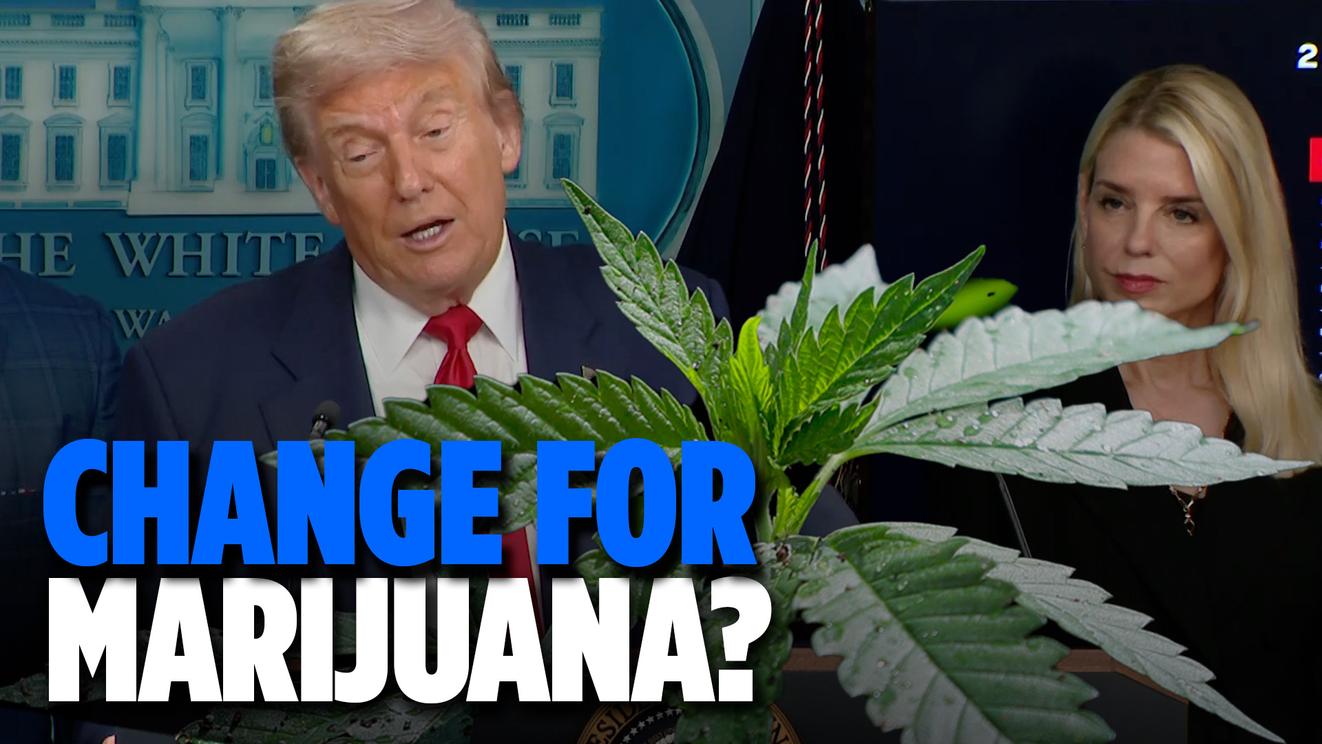 Trump ‘looking at’ reclassifying marijuana as less dangerous drug ...