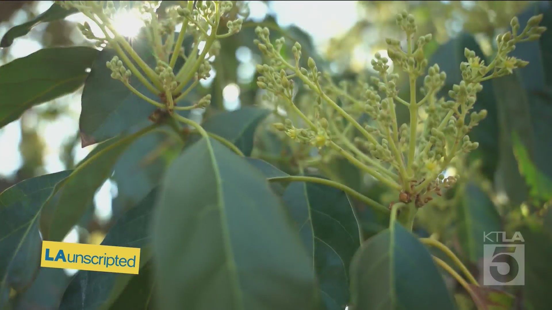 Wattles Farm: A Hidden Garden in the Hollywood Hills – KTLA