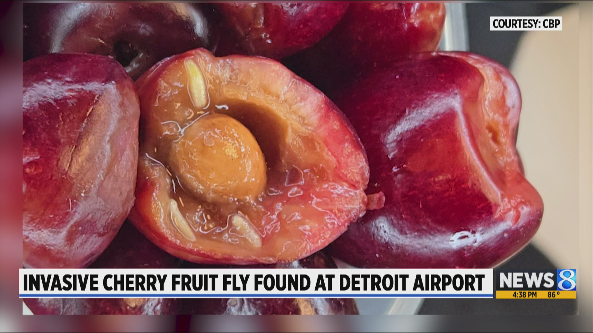 CBP specialists find invasive cherry fruit fly at Detroit airport ...