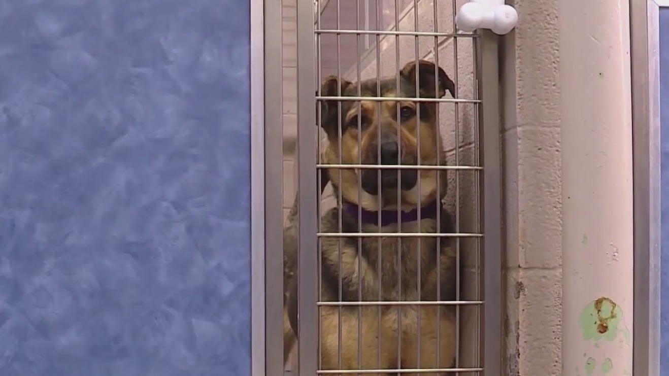 Multnomah County Animal Services officials speak after volunteers ...