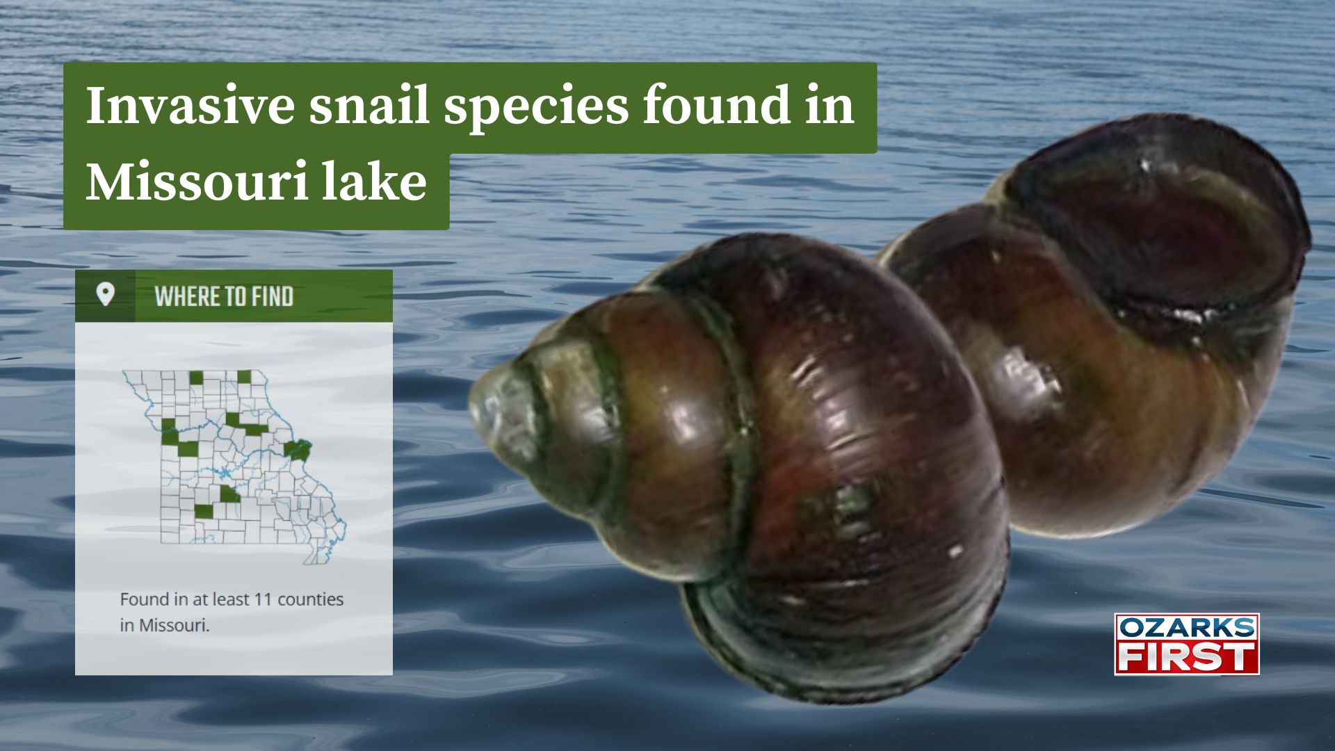 Invasive Chinese mystery snails found in Missouri lake – KOLR ...