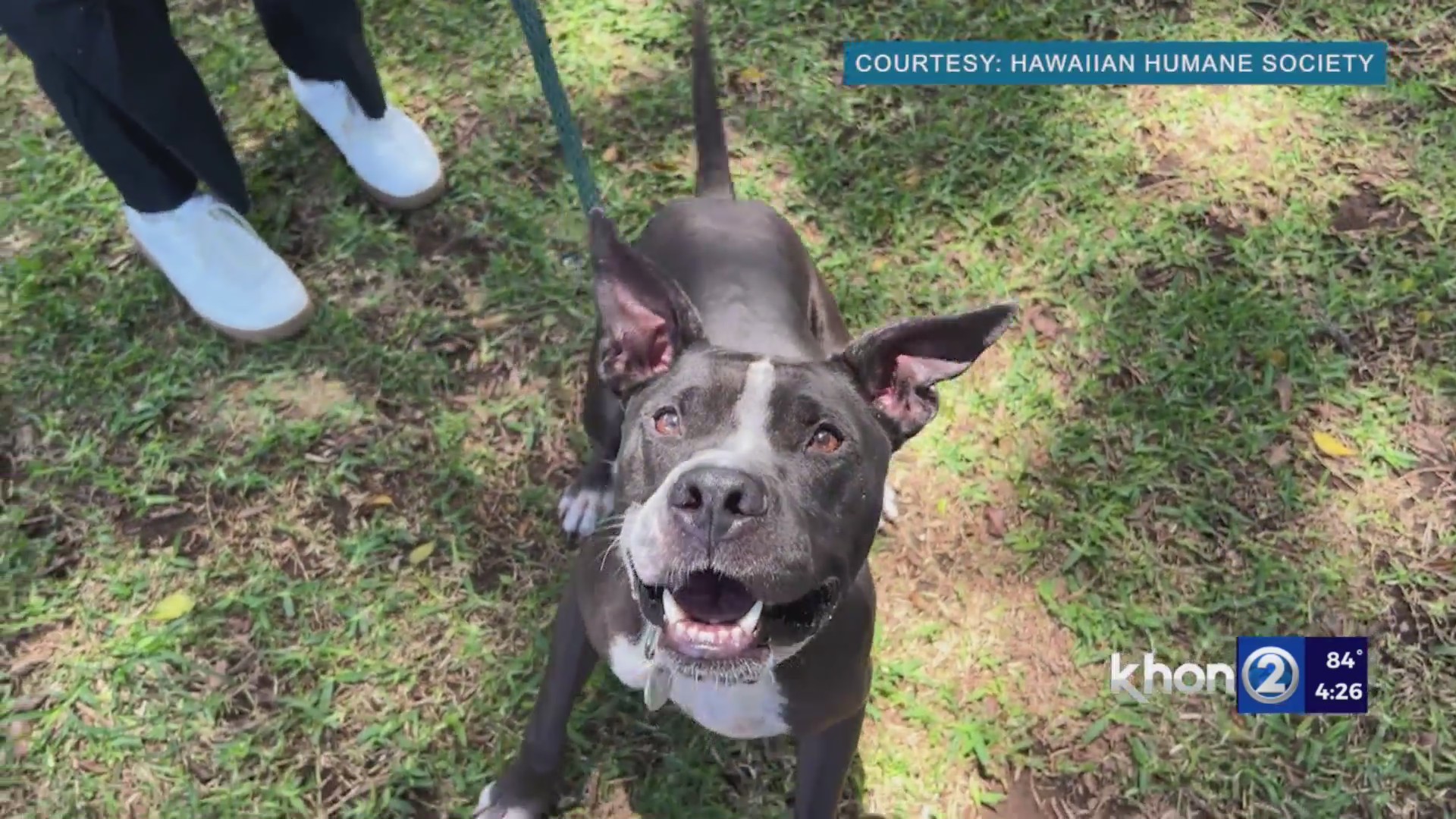 4-year-old Ralphie looks for fur-ever ʻohana – KHON2