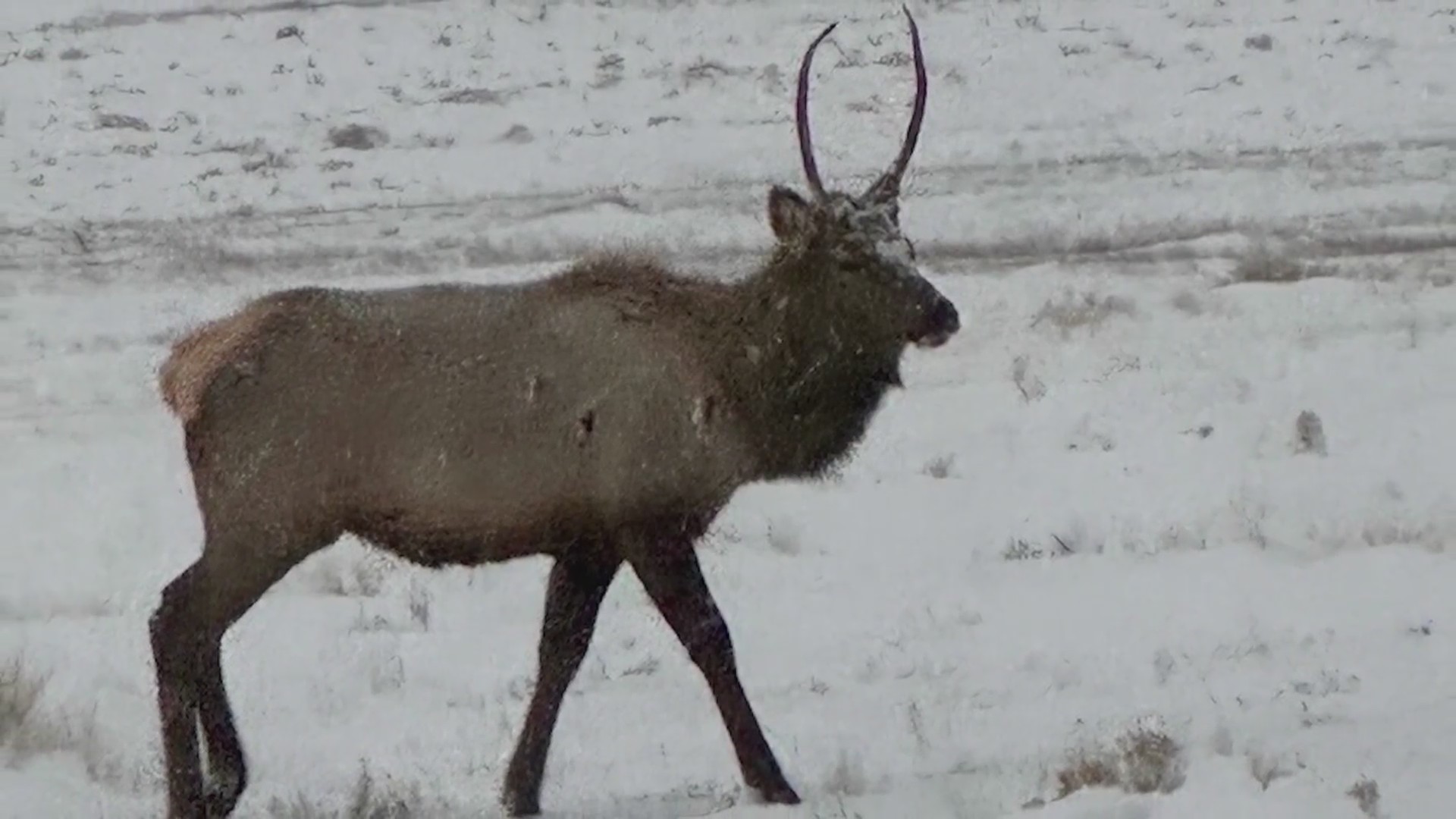 How elk migration agreement impacts Colorado land owners – FOX31 Denver