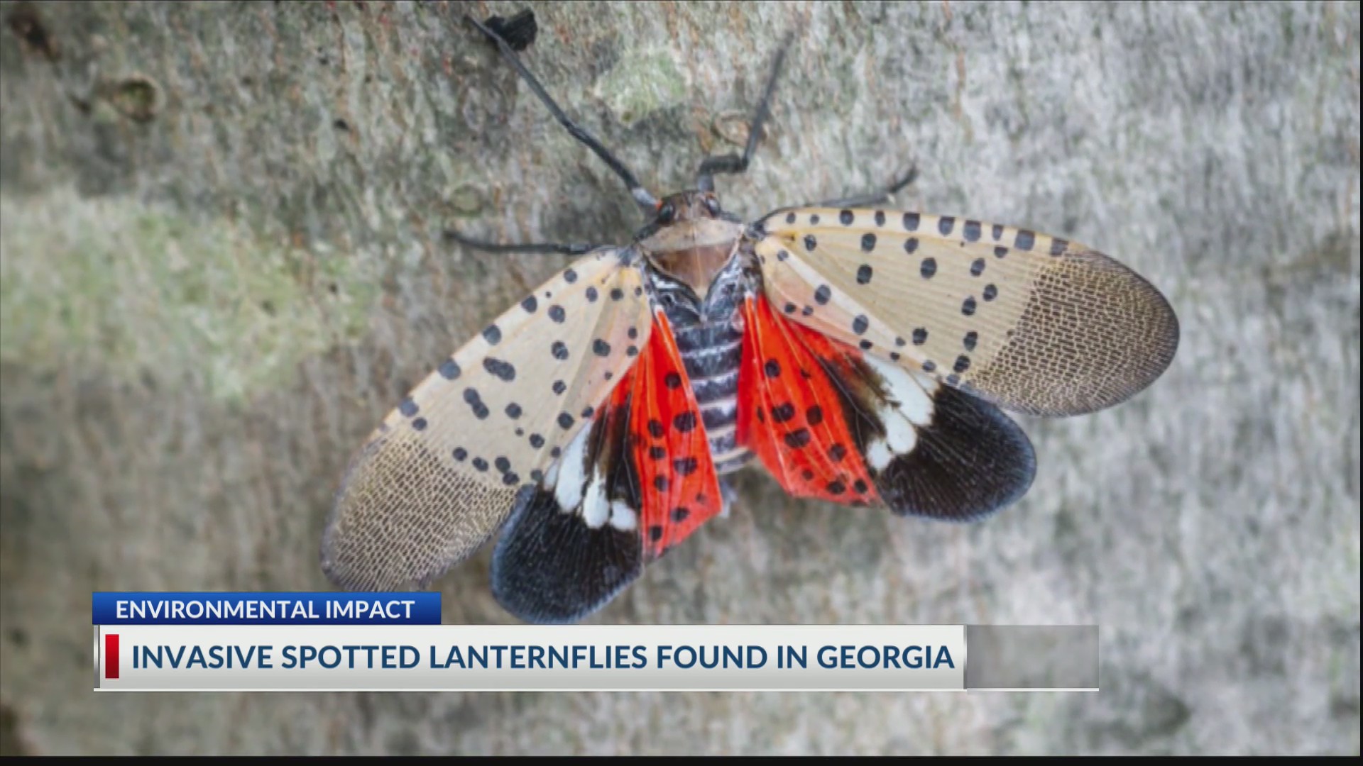 Invasive and possibly harmful species seen in Georgia – WSAV-TV