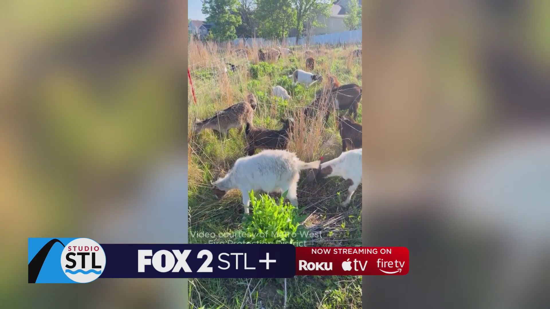 Trending Topics: Why are goats popping up around the St. Louis area ...