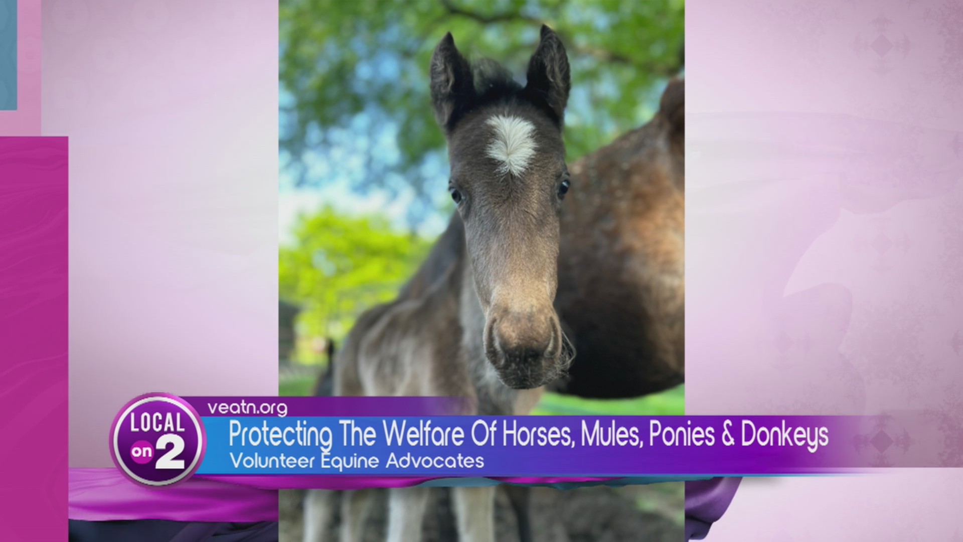 Volunteer Equine Advocates: Caring For Horses, Mules, Ponies & More ...