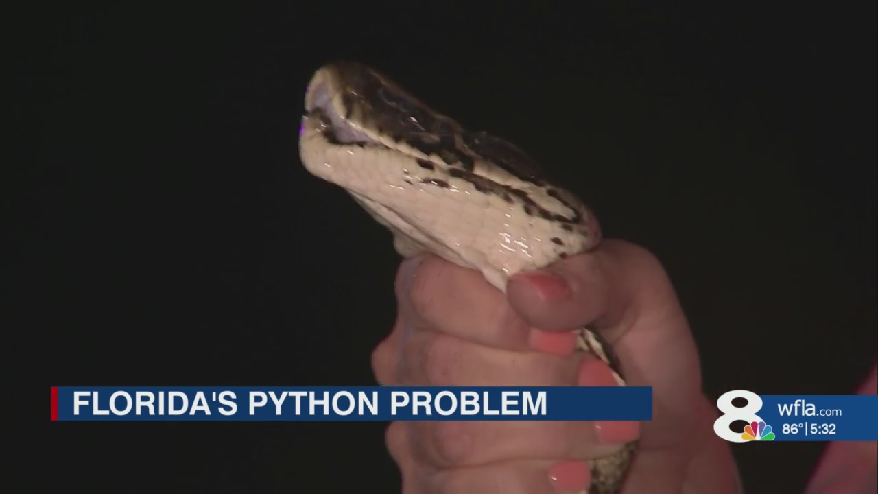 Gov. DeSantis tackles invasive pythons in Everglades plan – WFLA