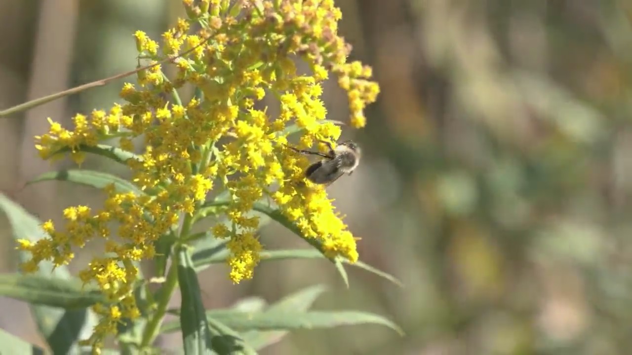 Autumn allergies lasting with warmer weather – NEWS10 ABC