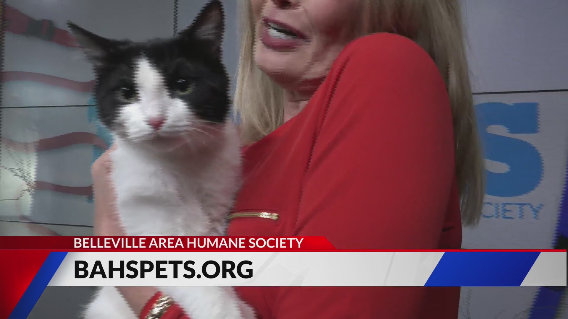 Adopt Nemo the cat with swimmer’s syndrome – FOX 2