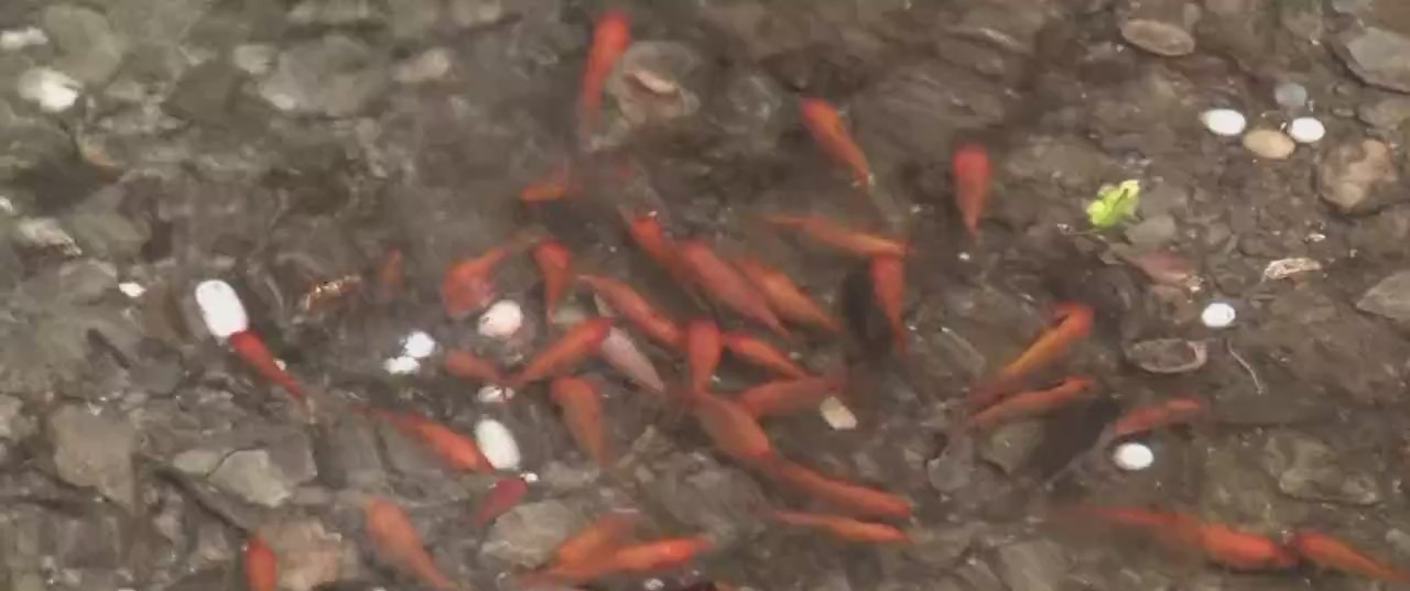 ‘They’re beautiful’: Brooklyn residents weigh in on DIY goldfish pond ...