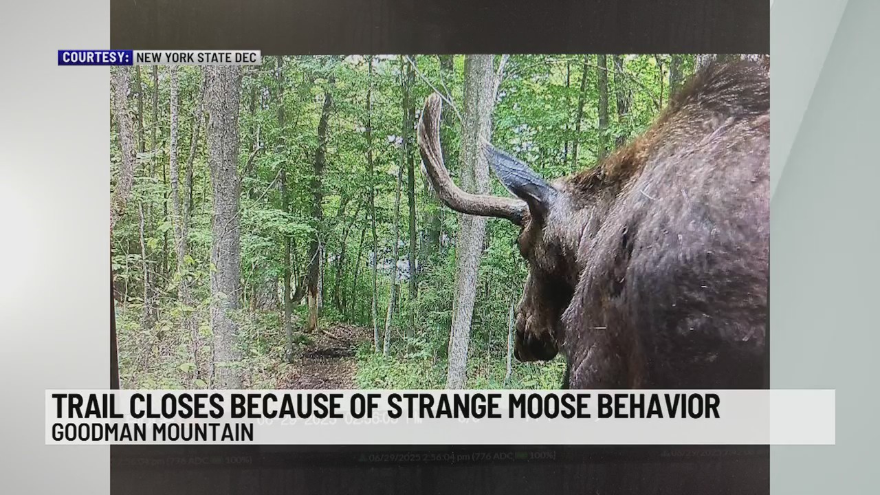 Trail closes because of strange moose behavior – NEWS10 ABC