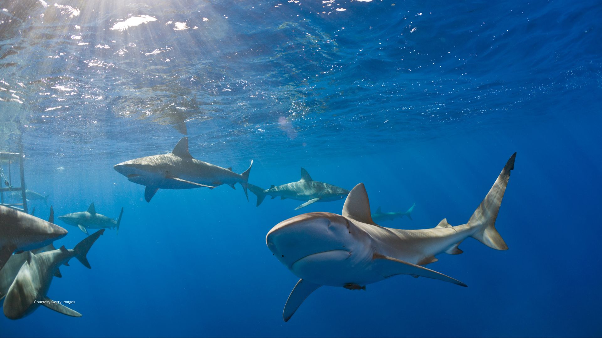 Protecting Hawaiʻi’s apex predators for a healthier ocean, ecosystem ...