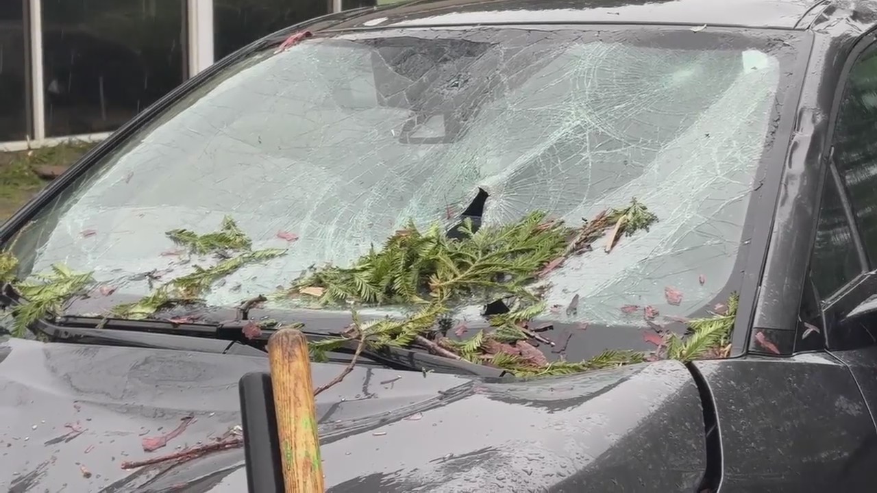 Arborist identified weakened trees in East Bay – KRON4