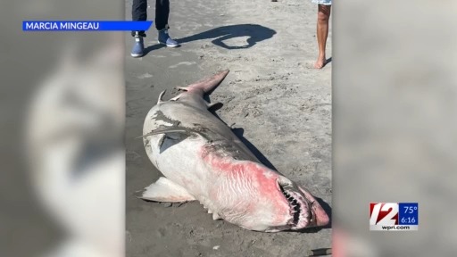 7-foot shark washes ashore at Salty Brine State Beach – WPRI.com