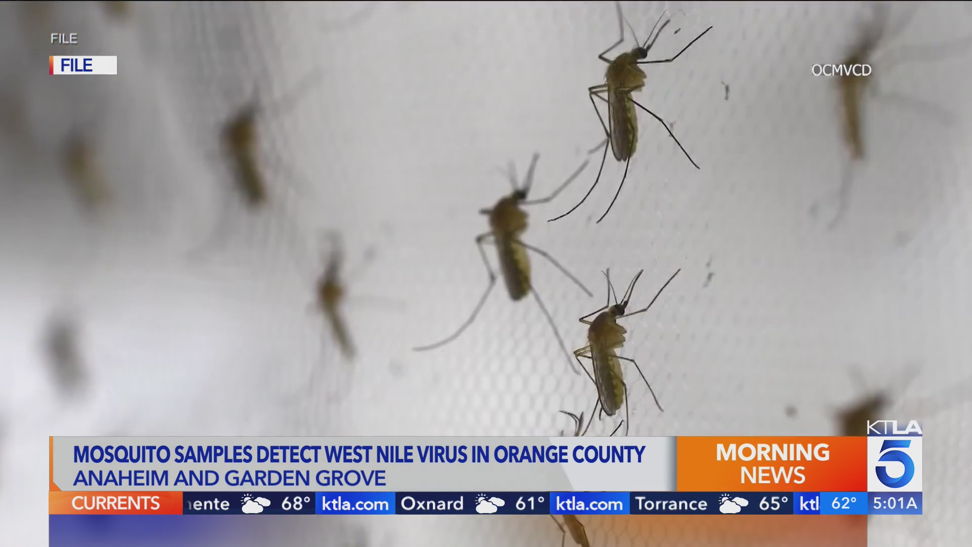 West Nile virus detected in Orange County mosquitoes – KTLA