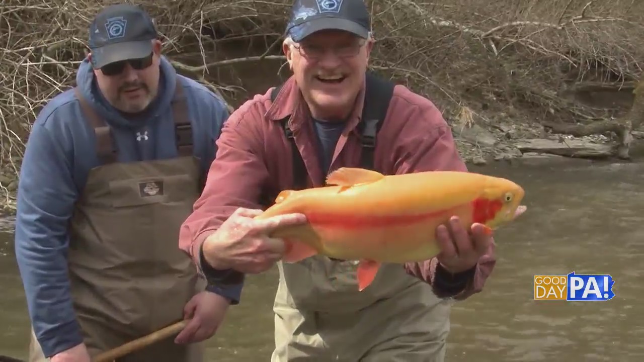 Pa Fish And Boat Commission Trout Stocking Abc27