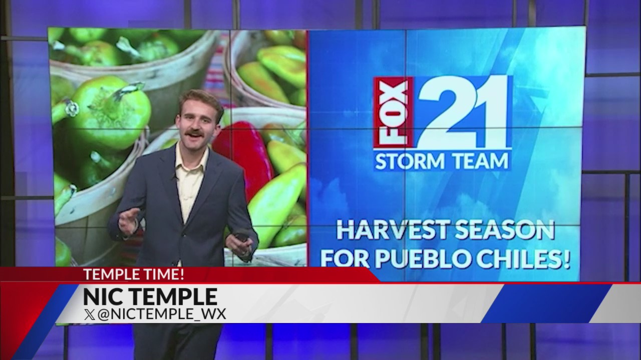 A summer’s weather in every bite: Pueblo Chiles hit harvest – FOX21 ...