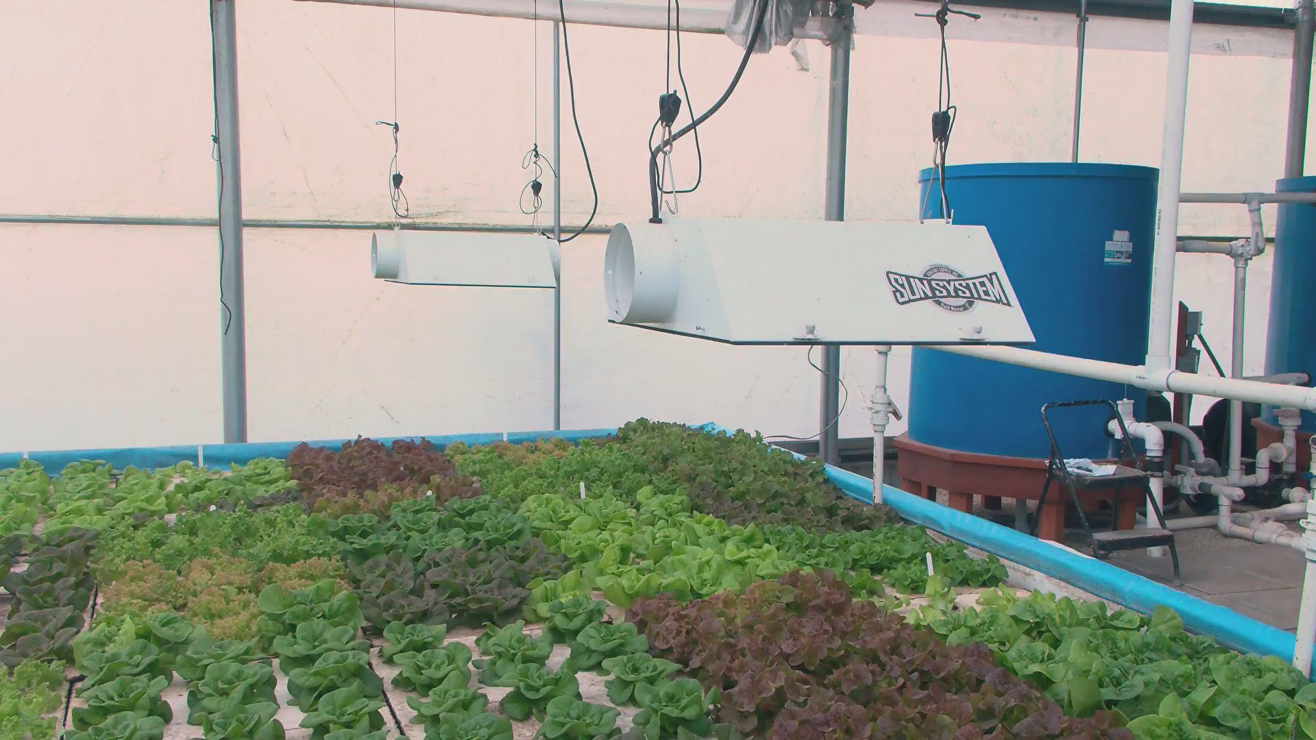 Central Illinois farm uses fish and water to grow produce – WCIA.com